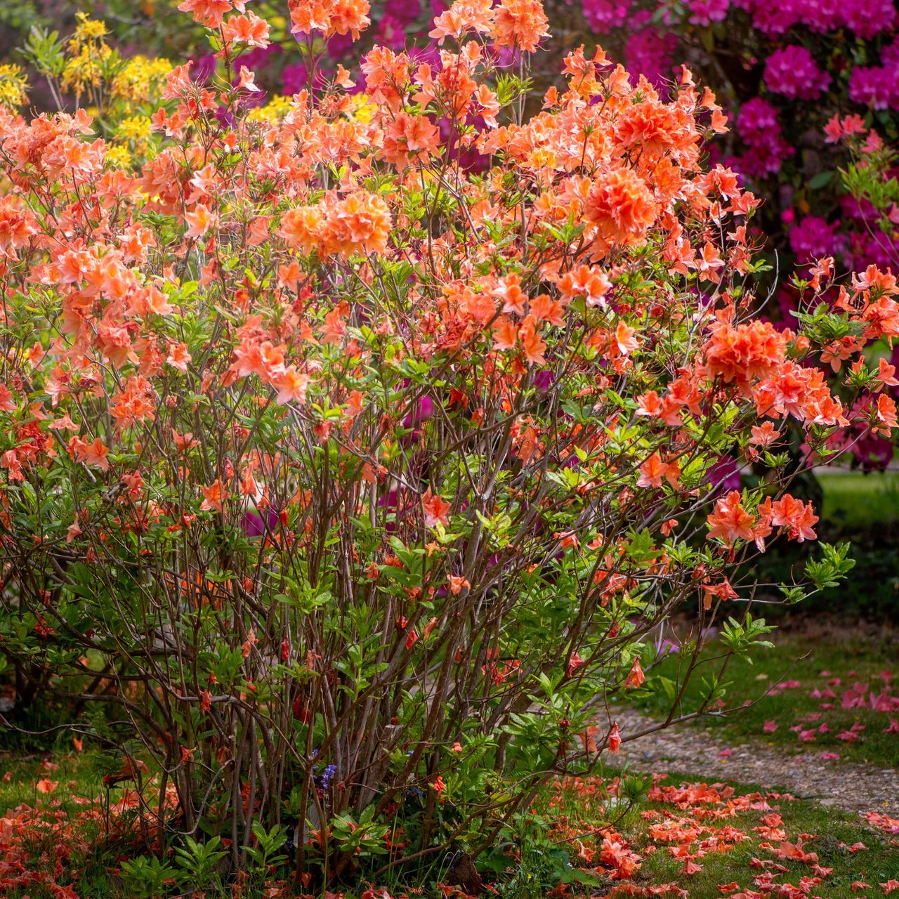 How to prune azaleas for vibrant flowers every year | Ideal Home