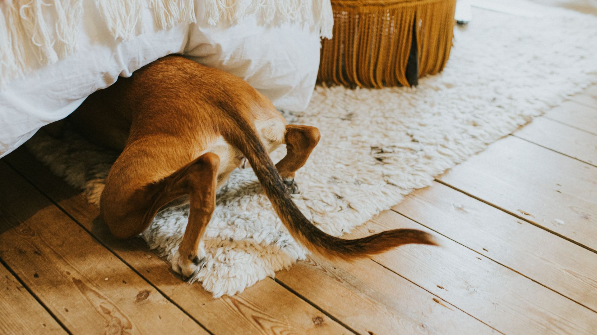 Why do dogs lick their butts? 4 reasons and how to stop it | PetsRadar