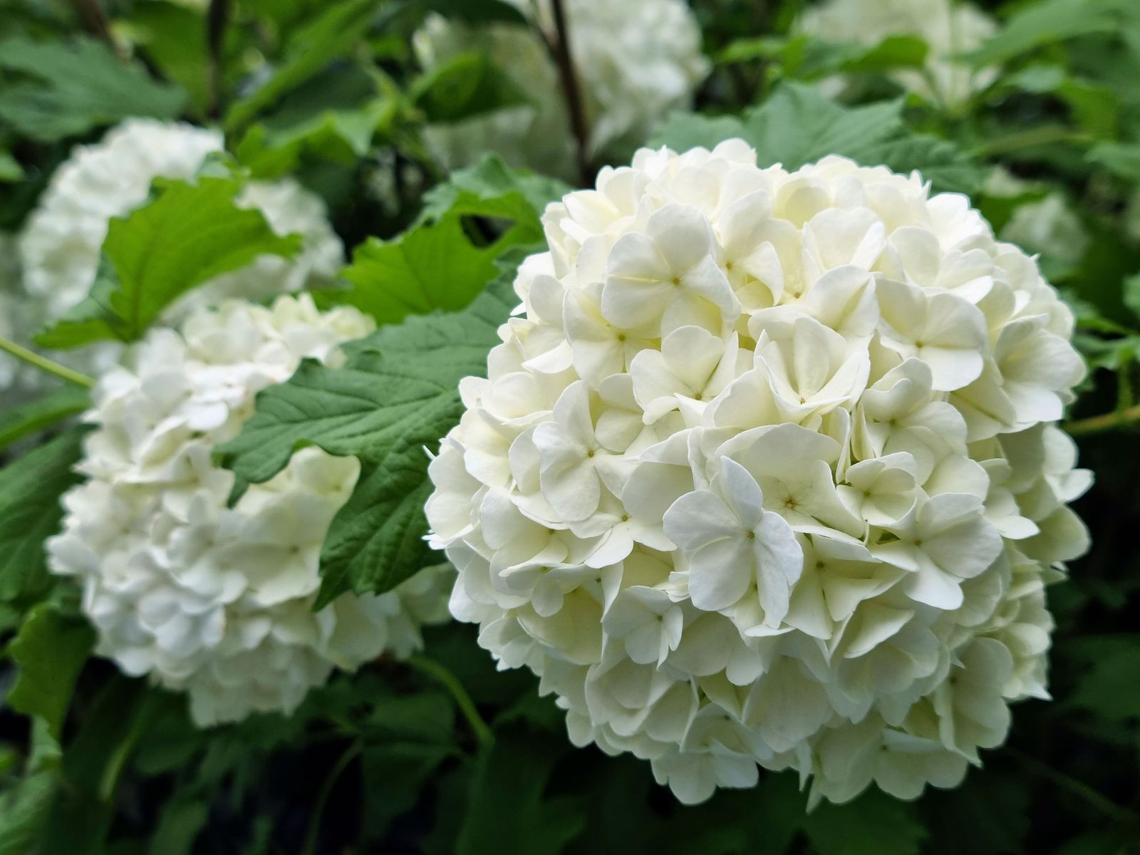 Hydrangea Shade Plants — 6 Varieties That Thrive in Less Light | Livingetc