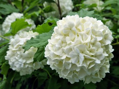 Hydrangea Shade Plants — 6 Varieties That Thrive in Less Light | Livingetc