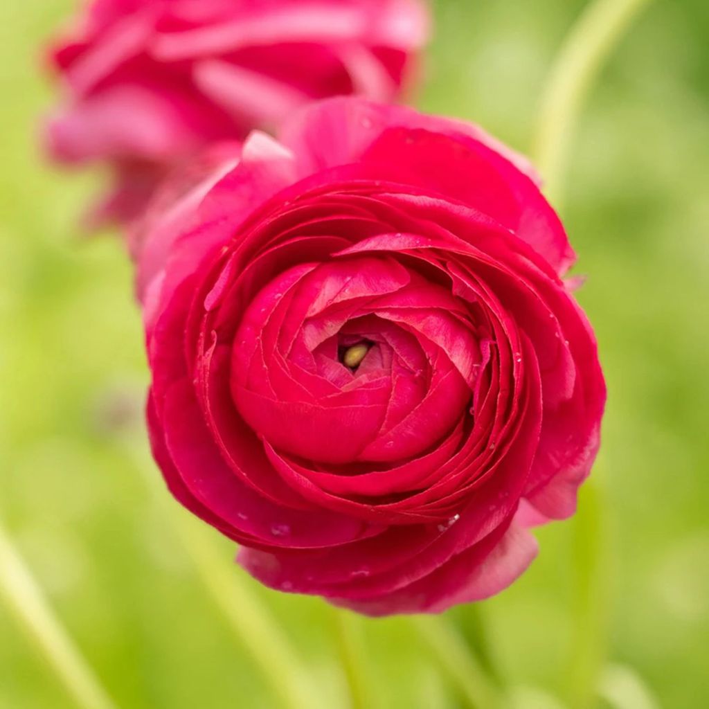 The best time to plant ranunculus according to experts | Ideal Home