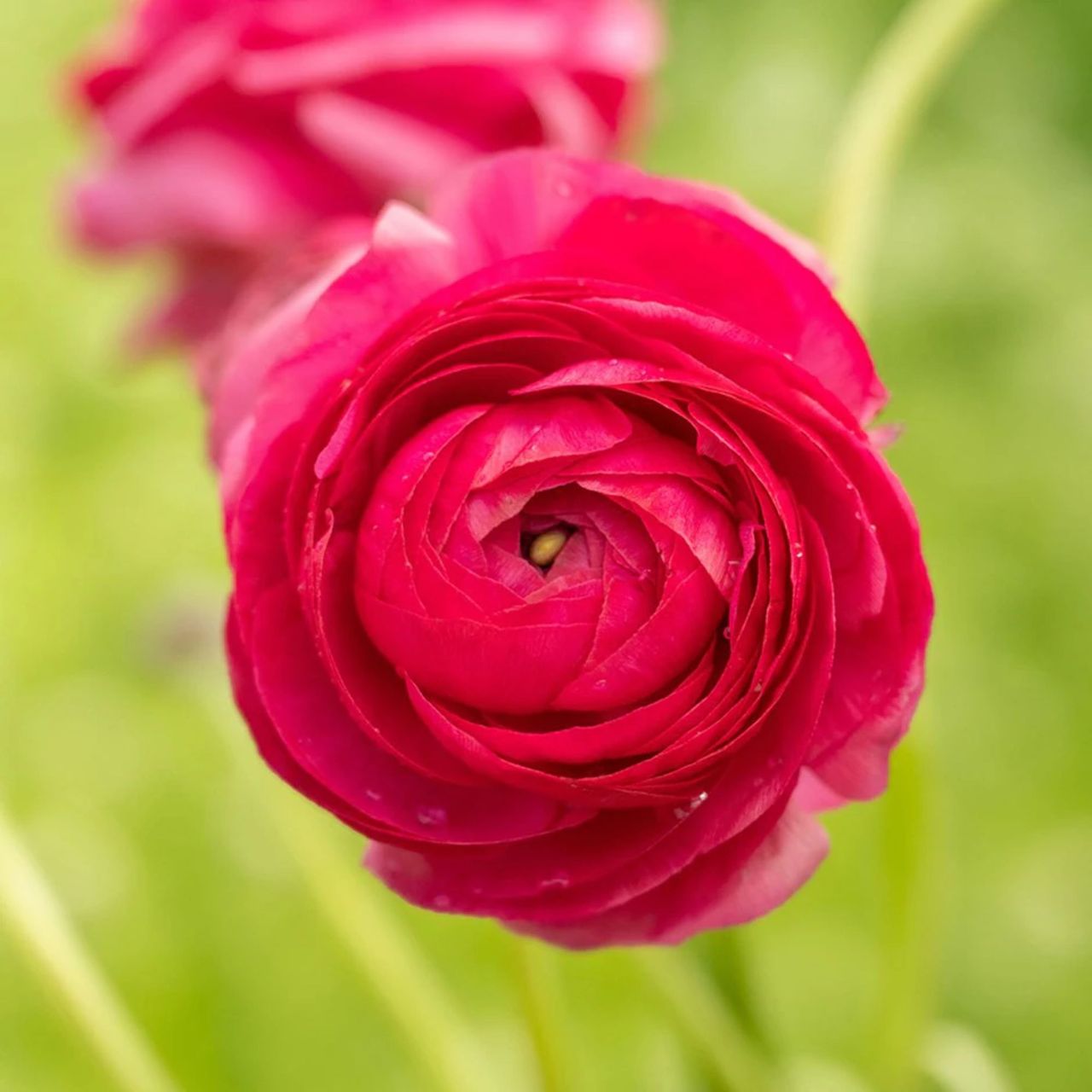 The best time to plant ranunculus according to experts | Ideal Home