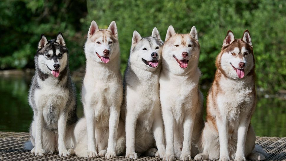 32 reasons to love Siberian huskies | PetsRadar