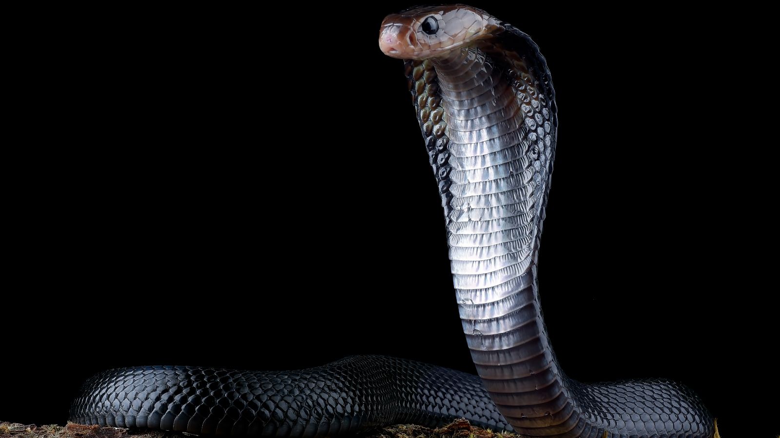 Evolution of snakes takes surprise twist — cobras didn't come from ...