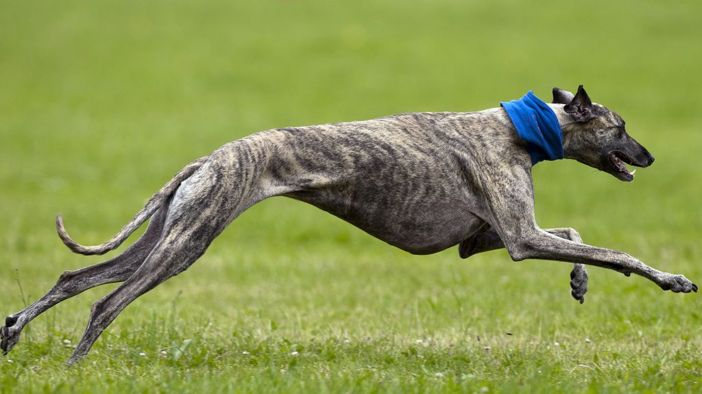 32 dog breeds that were made for running | PetsRadar