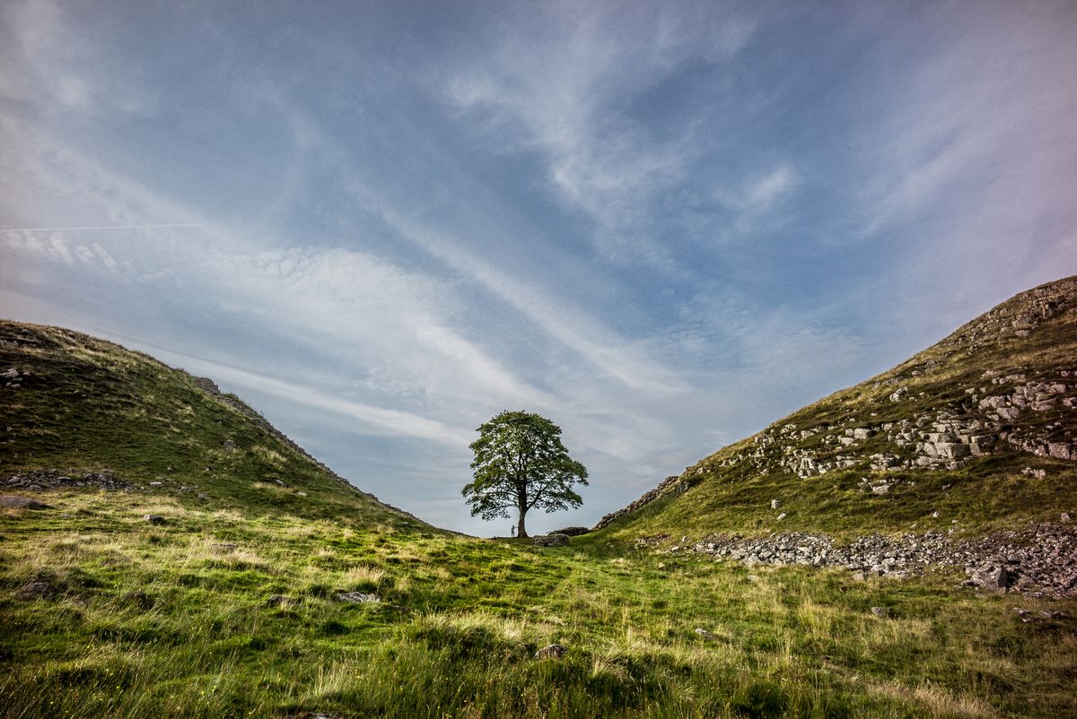 One of Britain's most famous trees has been cut down as vandals target ...