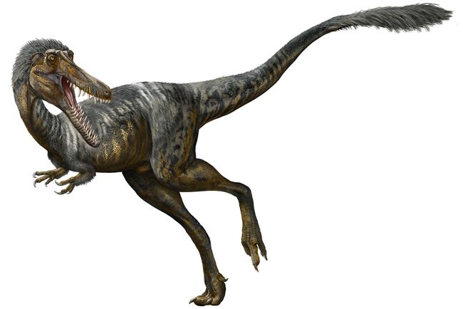 In Images: A New Look at T. Rex and Its Relatives | Live Science
