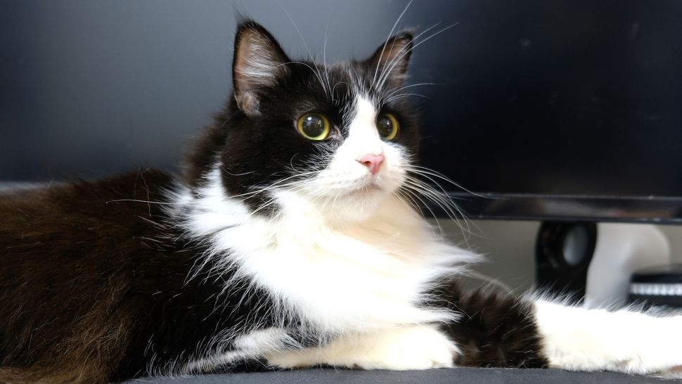 32 longest living cat breeds | PetsRadar