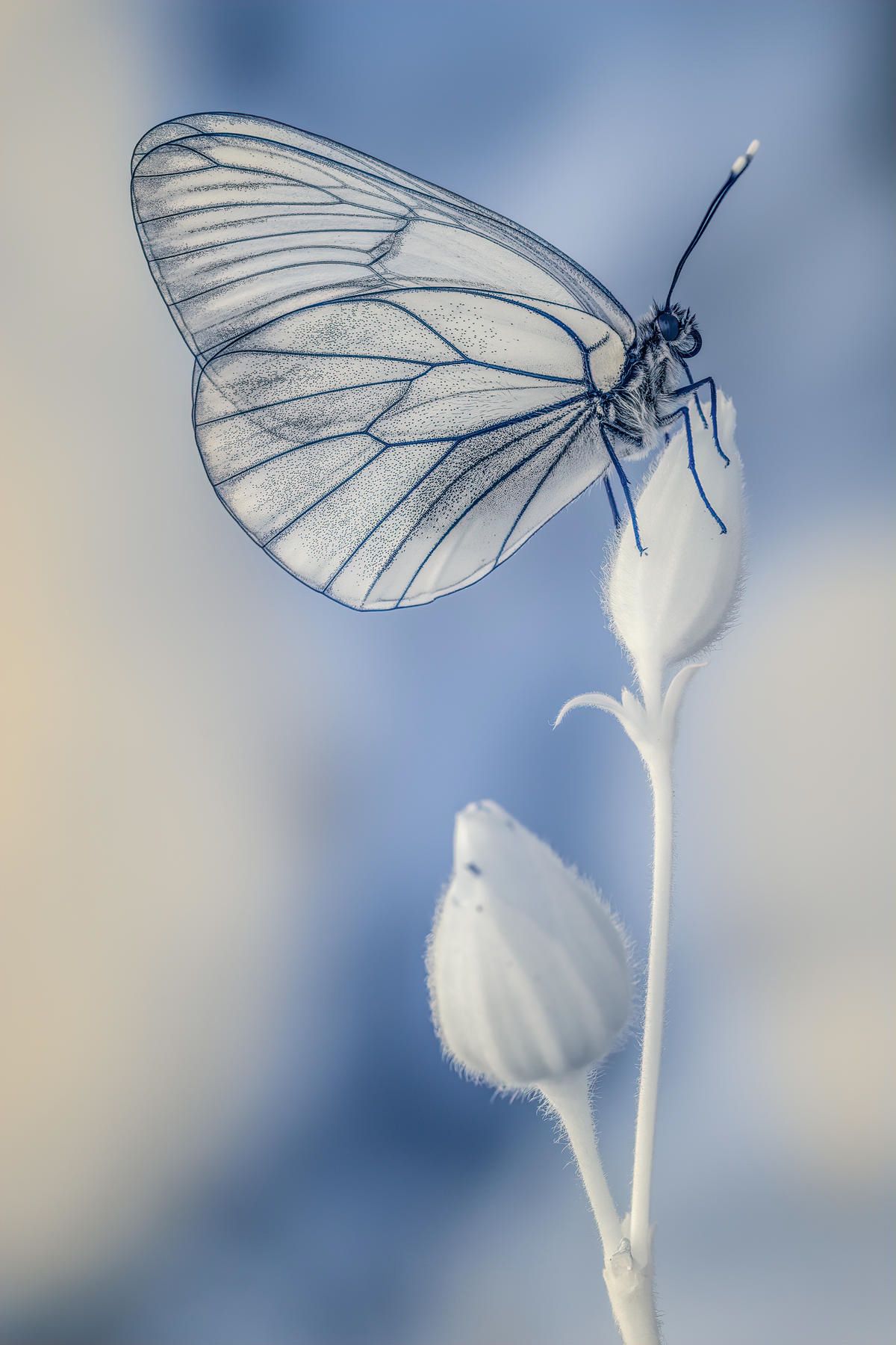 Beastly but beautiful: these close-up photos of bugs are simply ...