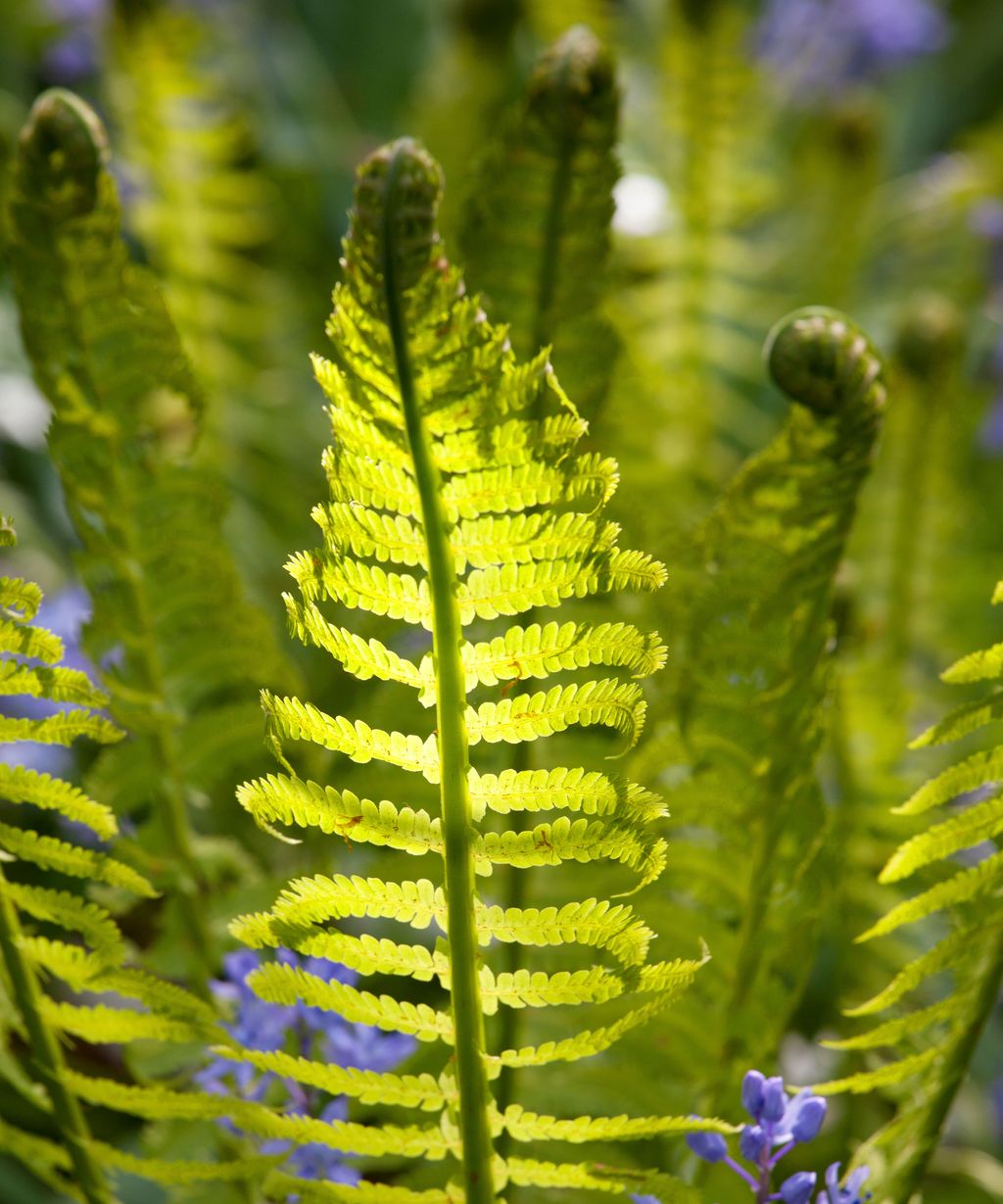 How to grow ferns: when and how to plant and care for them | Homes and ...