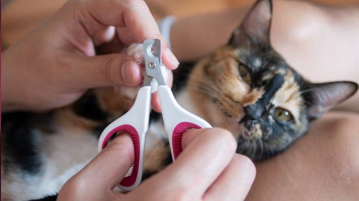 Cat nail clipping: When and how to cut cat nails at home | PetsRadar