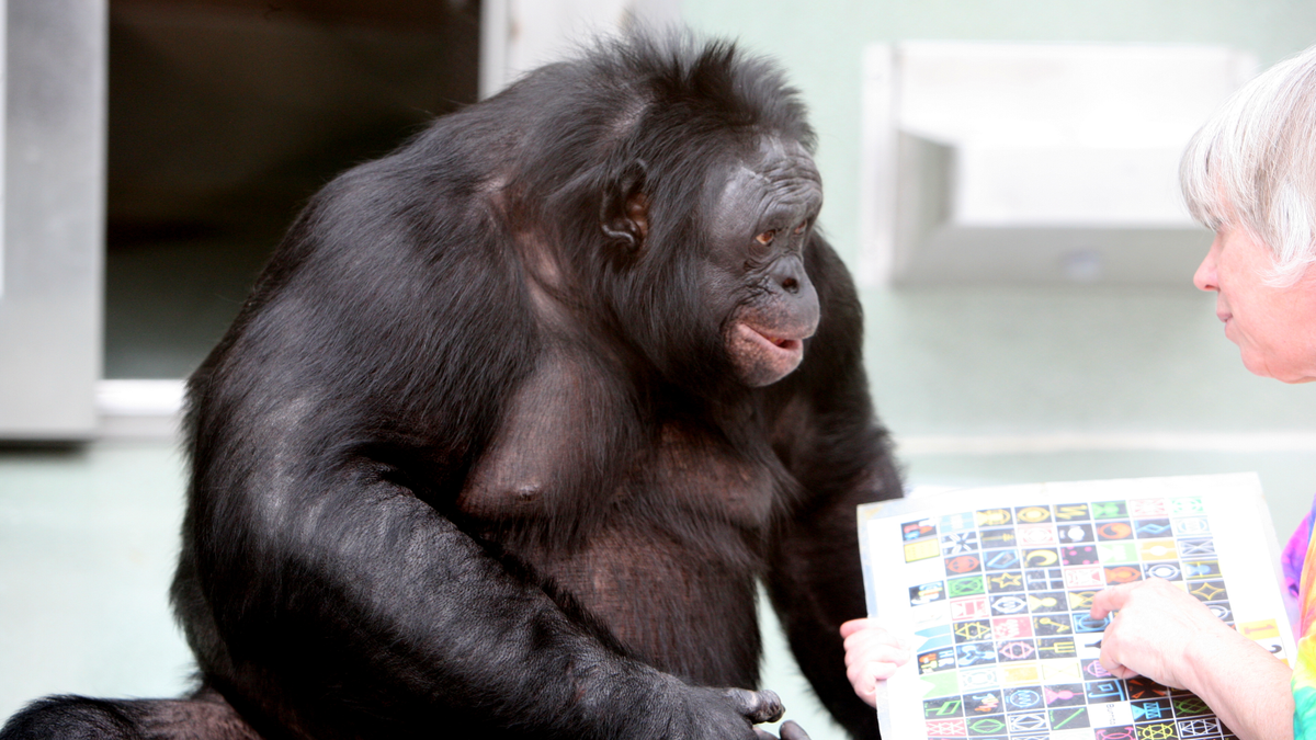 'Bonobo genius' Kanzi, who could understand English and play Minecraft ...