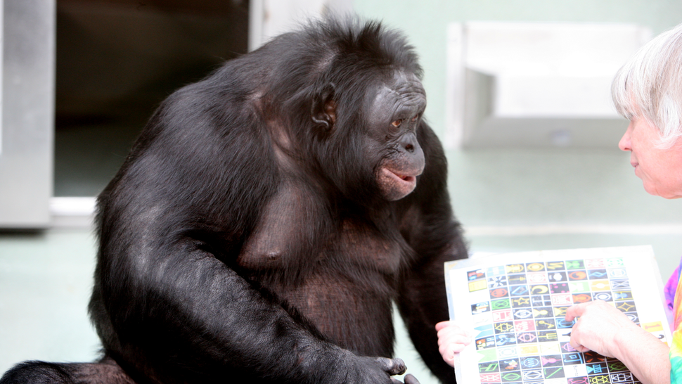 'Bonobo genius' Kanzi, who could understand English and play Minecraft ...