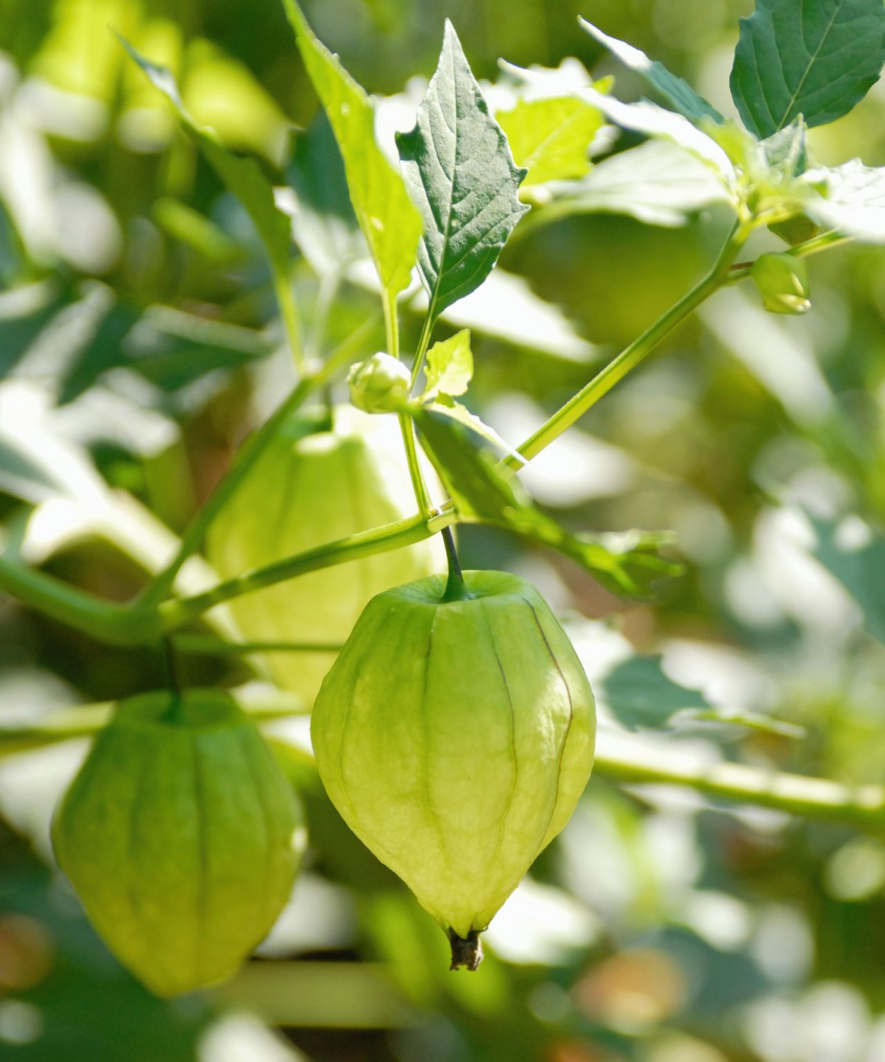 10 Hot Weather Vegetables For Sweltering Summer Gardens | Gardening ...