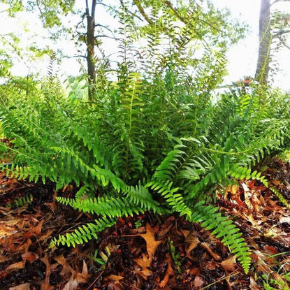 Christmas Fern Plant — How to Grow This Beauty In Your Garden | Livingetc