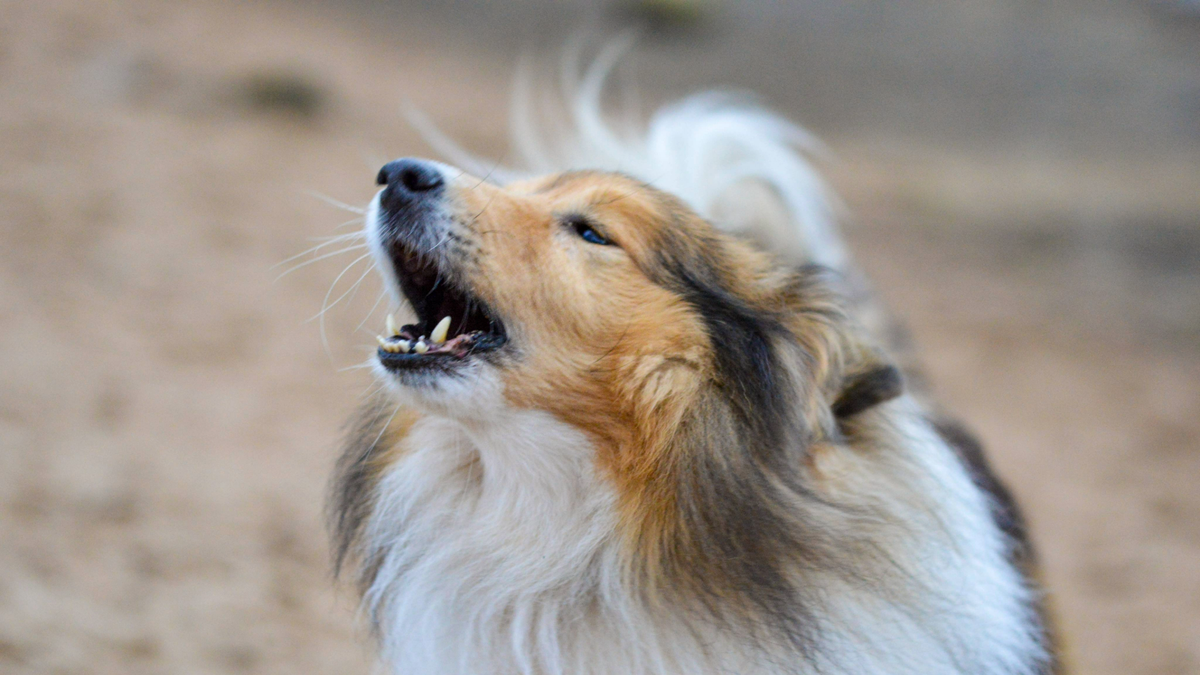 How to greet a dog (the right way), according to a vet | PetsRadar