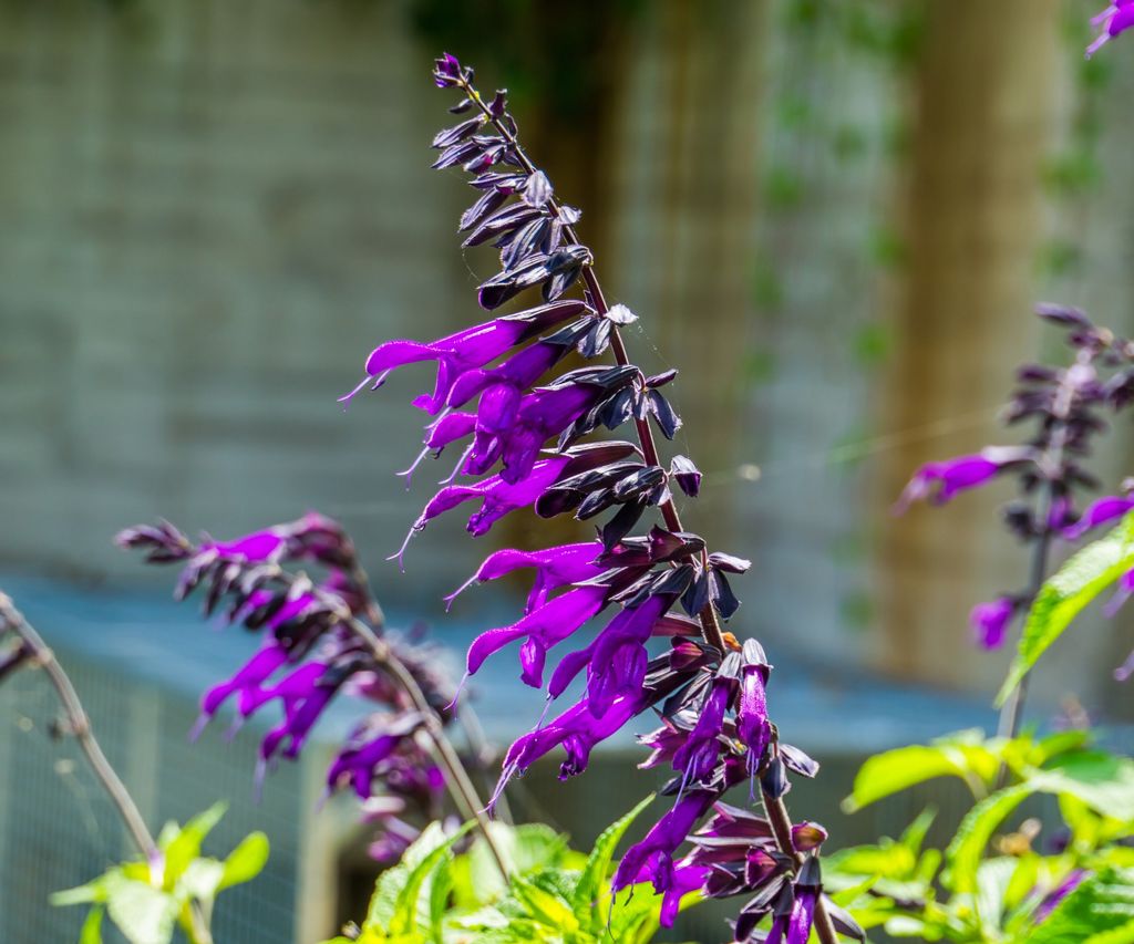 Why gardeners should grow salvia: the reliable perennial | Homes and ...