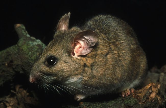 Florida's Rat-Saving Labors Aren't Paying Off | Live Science