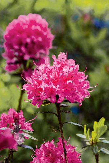 The greatest rhododendron garden in Britain? A visit to Ramster, the ...