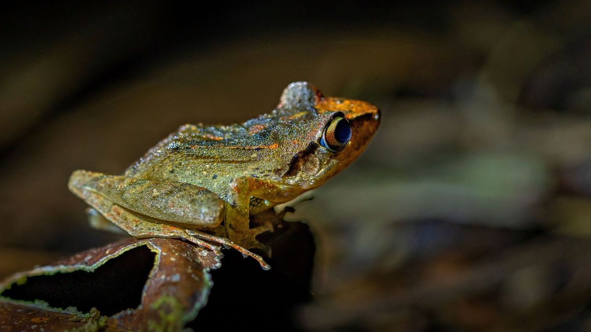 Female frogs 'fake death' to avoid advances | The Week