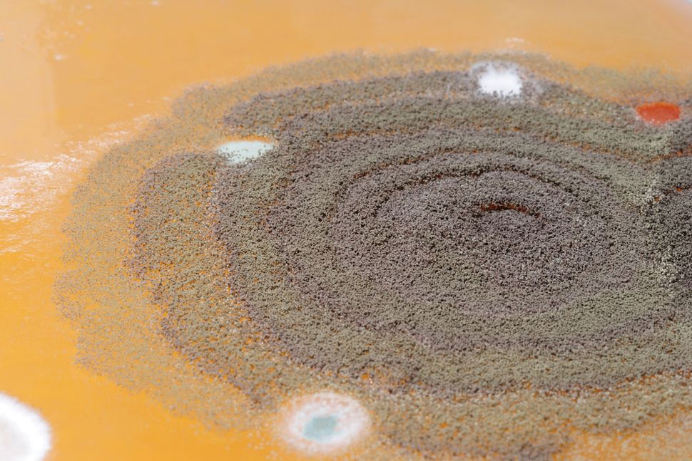 Microscopic Worlds Gallery: Fascinating Fungi | Live Science