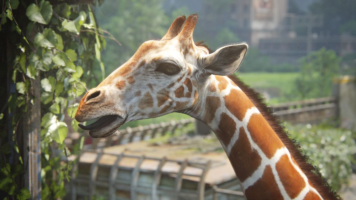 Conservationists use videogame tech to identify rare animals with ...