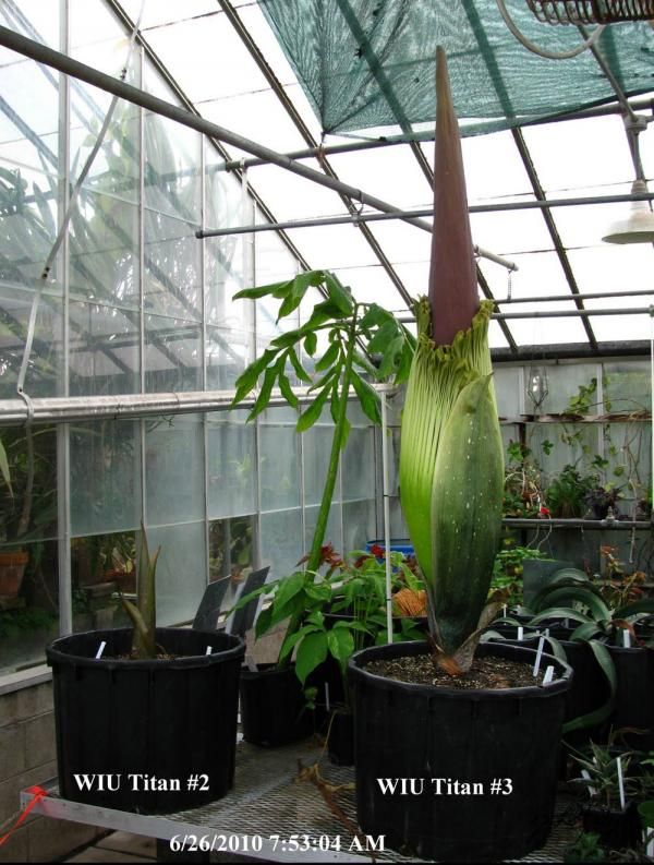 A Corpse Flower Blooms | Live Science