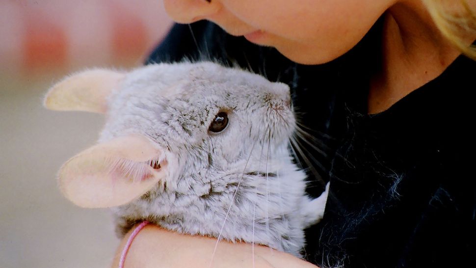 Chinchilla care guide: How to look after your lively fur friend | PetsRadar