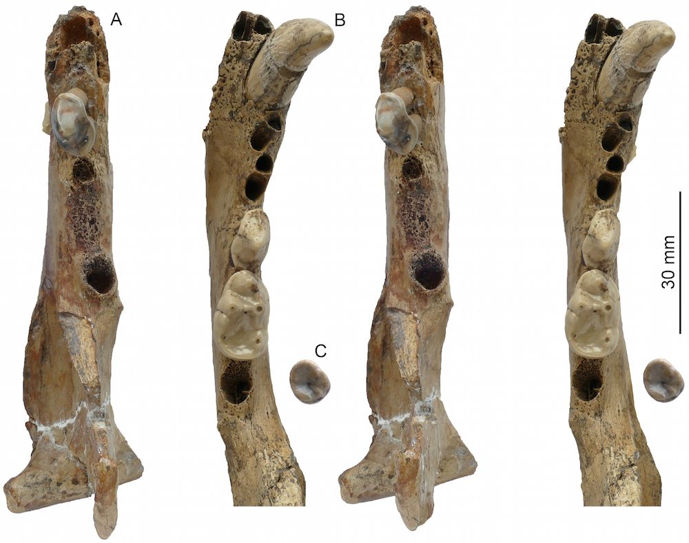 Photos: Fearsome Ancient Otter Was As Large As a Wolf | Live Science