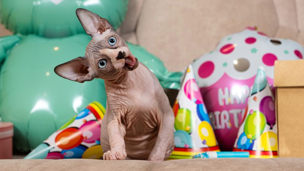 32 things you need to know about sphynx cats | PetsRadar