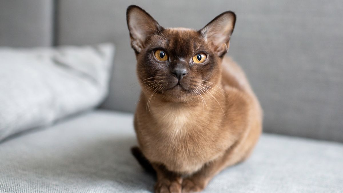 Best cat breeds for dog owners | PetsRadar