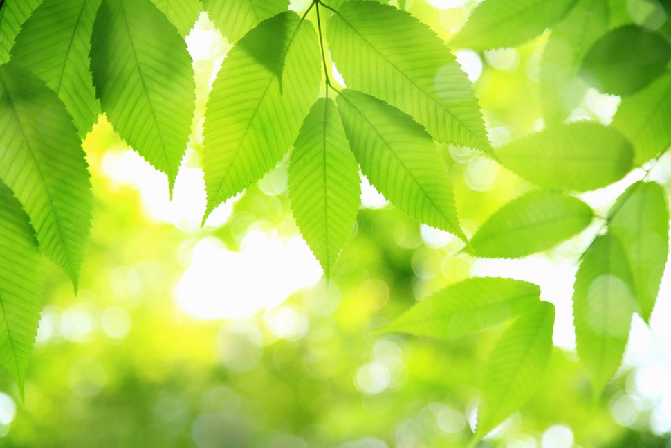 What is photosynthesis? | Live Science