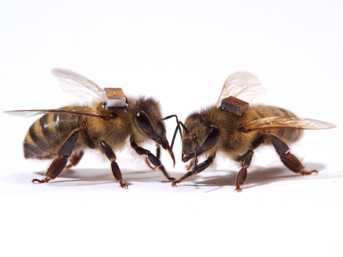 “They're as trainable as dogs” – honeybees in Joshua Tree National Park ...