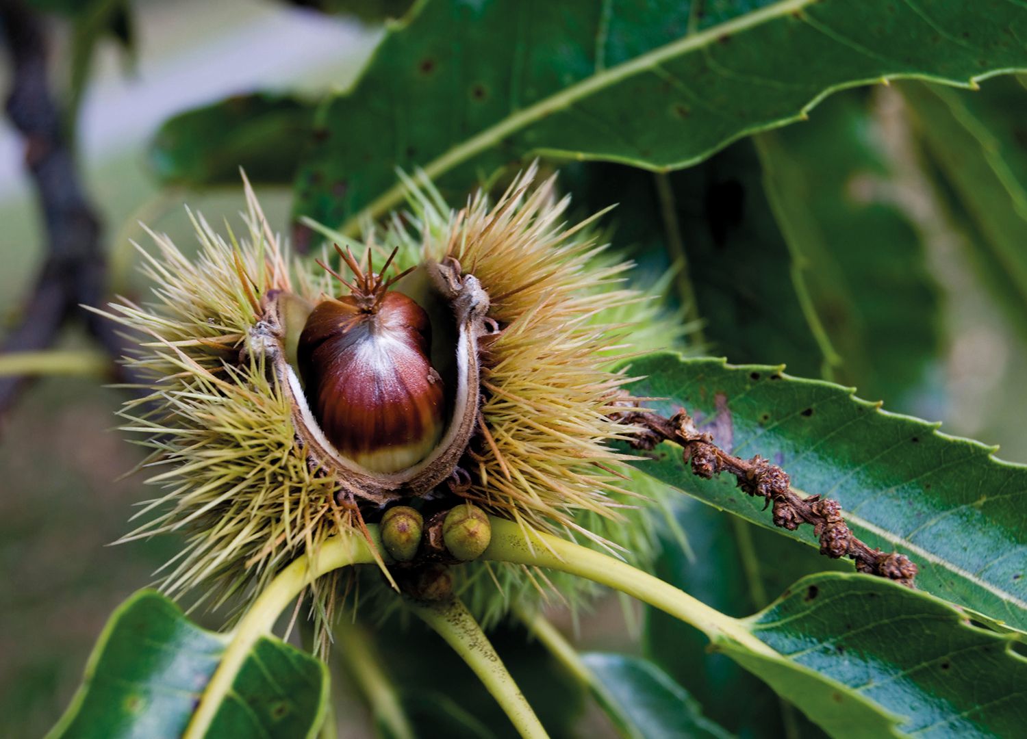 How to grow a nut tree | Country Life