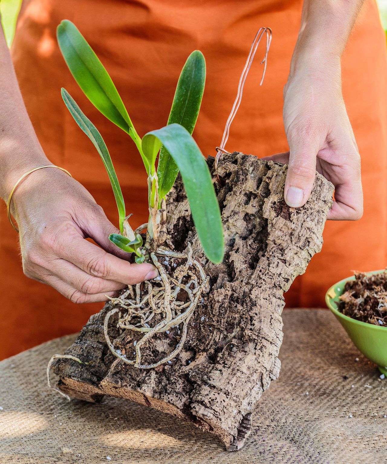 Mounting An Orchid: Step-By Step Guide For Stunning Displays ...
