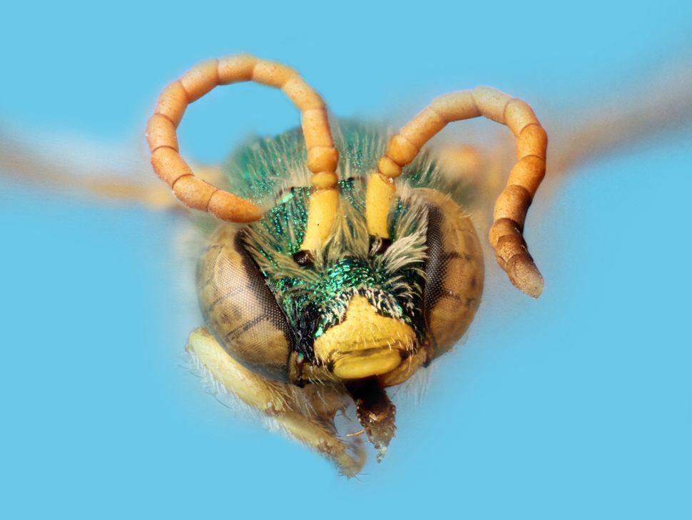 Gallery: 'Insects Unlocked' Collection Shares Free Bug Photos | Live ...