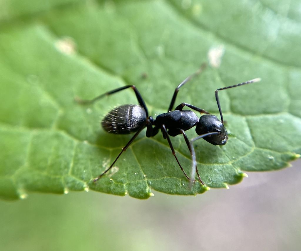 How to get rid of ants outdoors without killing plants | Homes and Gardens