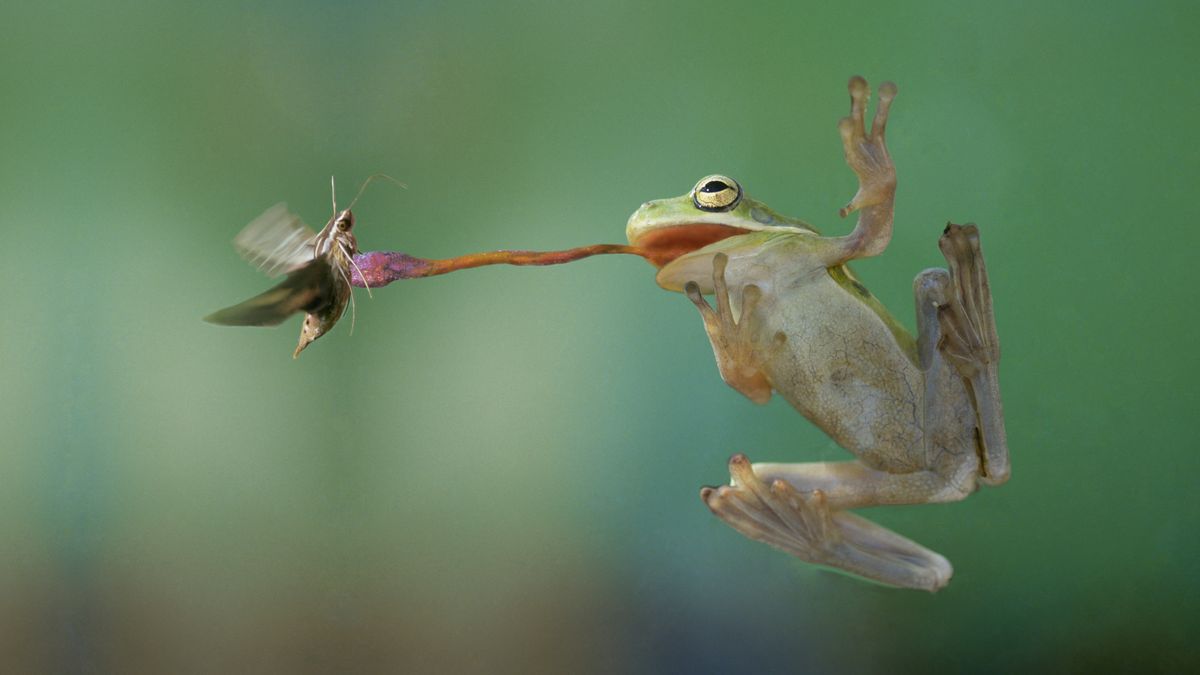 20 amazing animal tongues | Live Science