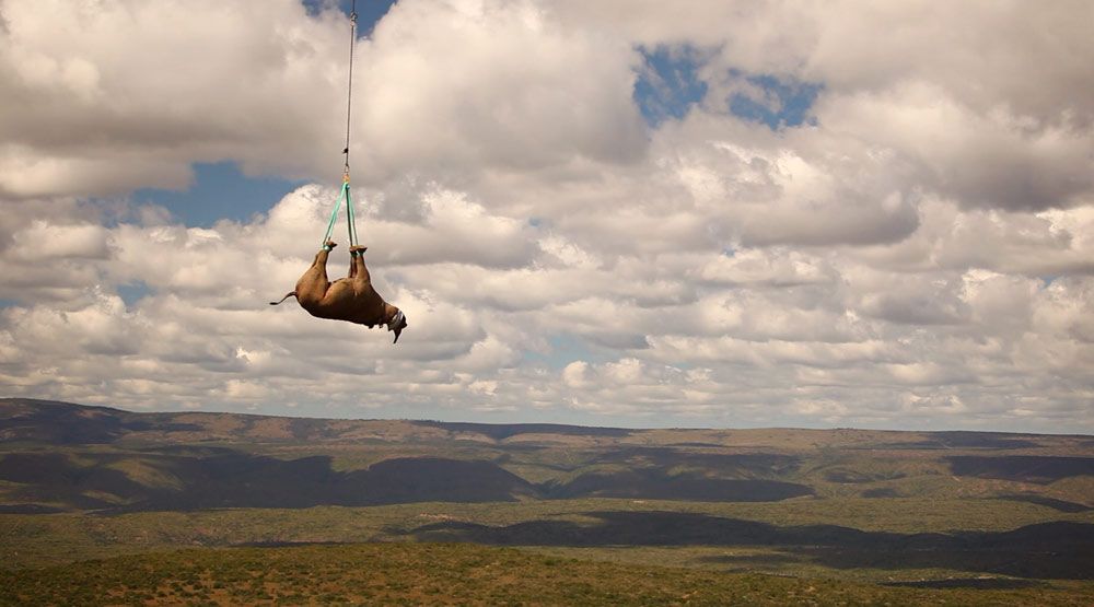 Up and Away! Photos of Rhinos in Flight | Live Science