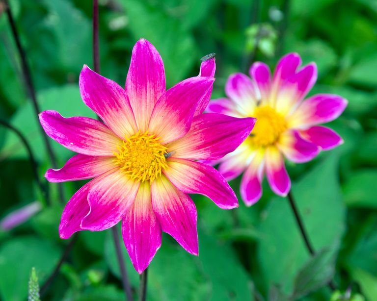 Summer bulbs: 14 varieties for beds, borders and pots | Gardeningetc