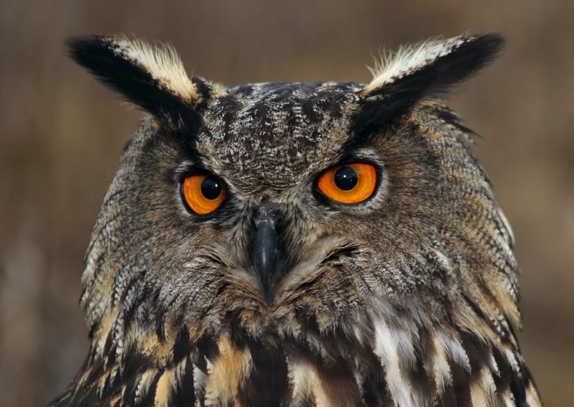 An aggressive eagle owl is terrorizing a Dutch town | The Week