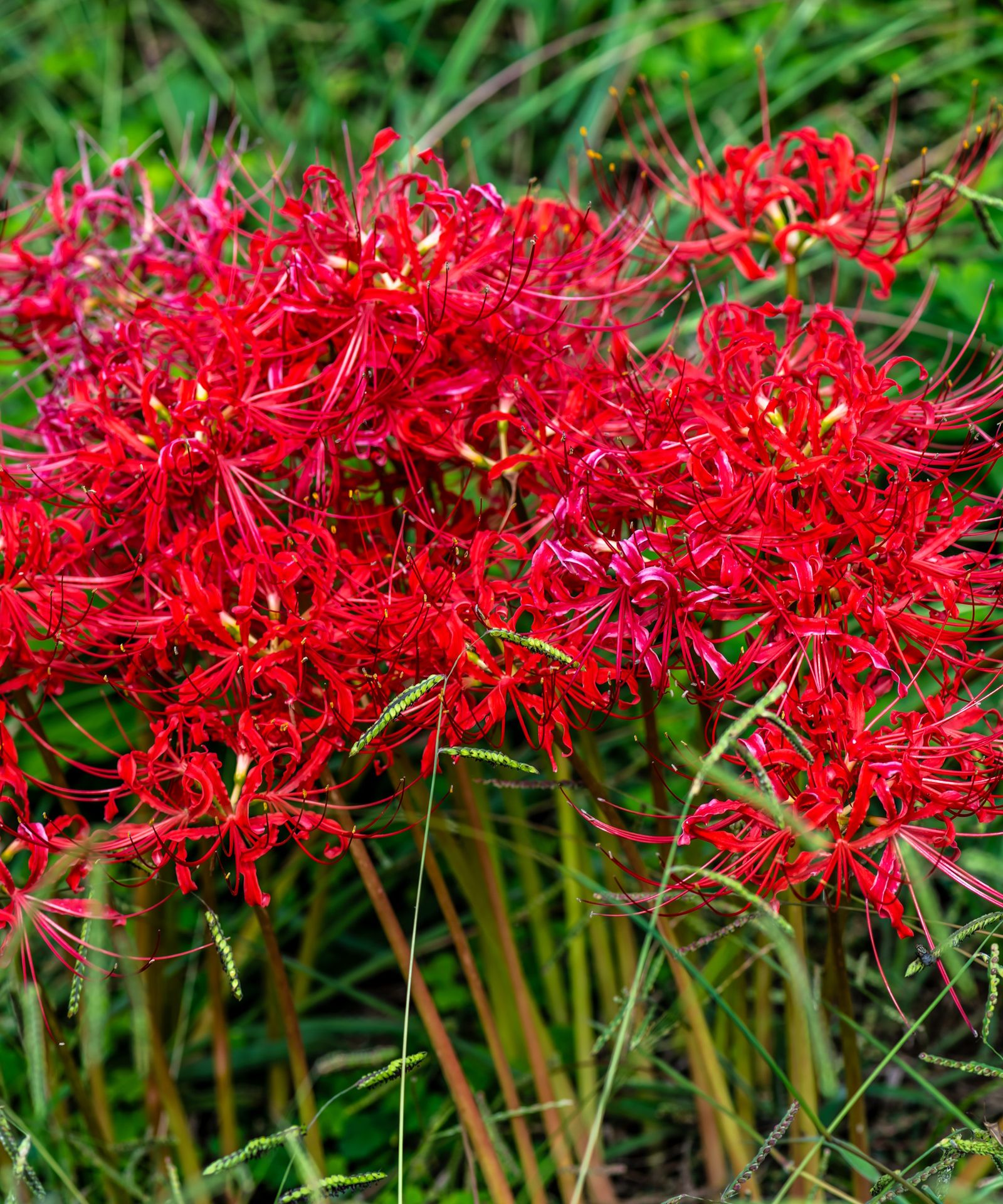 How to grow spider lily or Lycoris, a fall-blooming bulb | Homes and ...