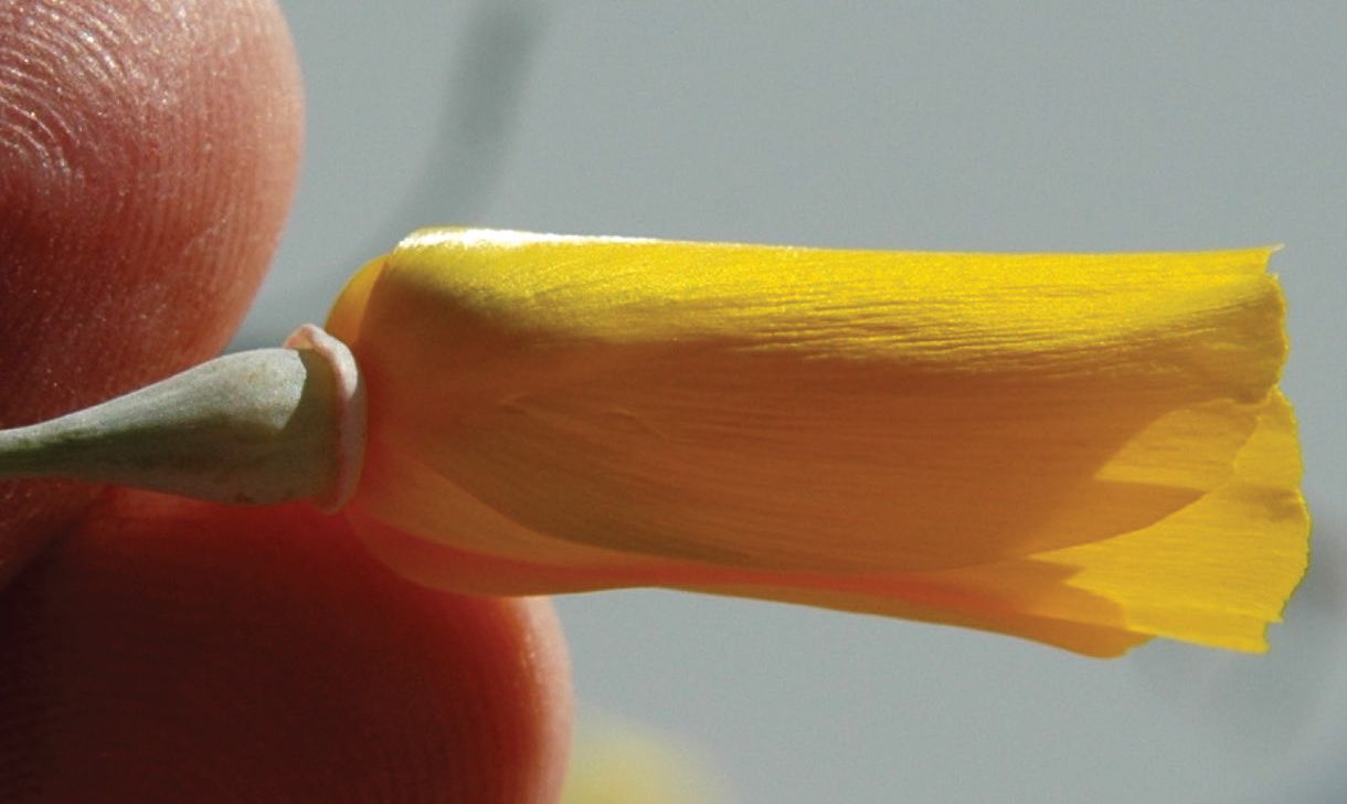 2 Bright-Yellow Poppy Species Identified in Western US | Live Science