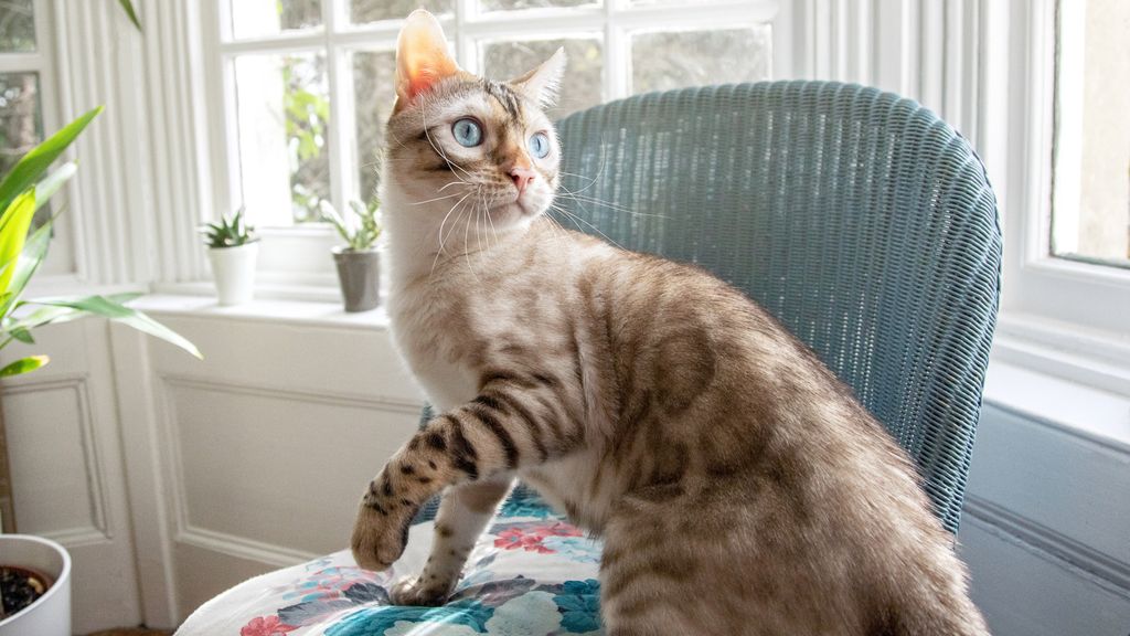 Shorthaired cat breeds that don't require daily grooming | PetsRadar