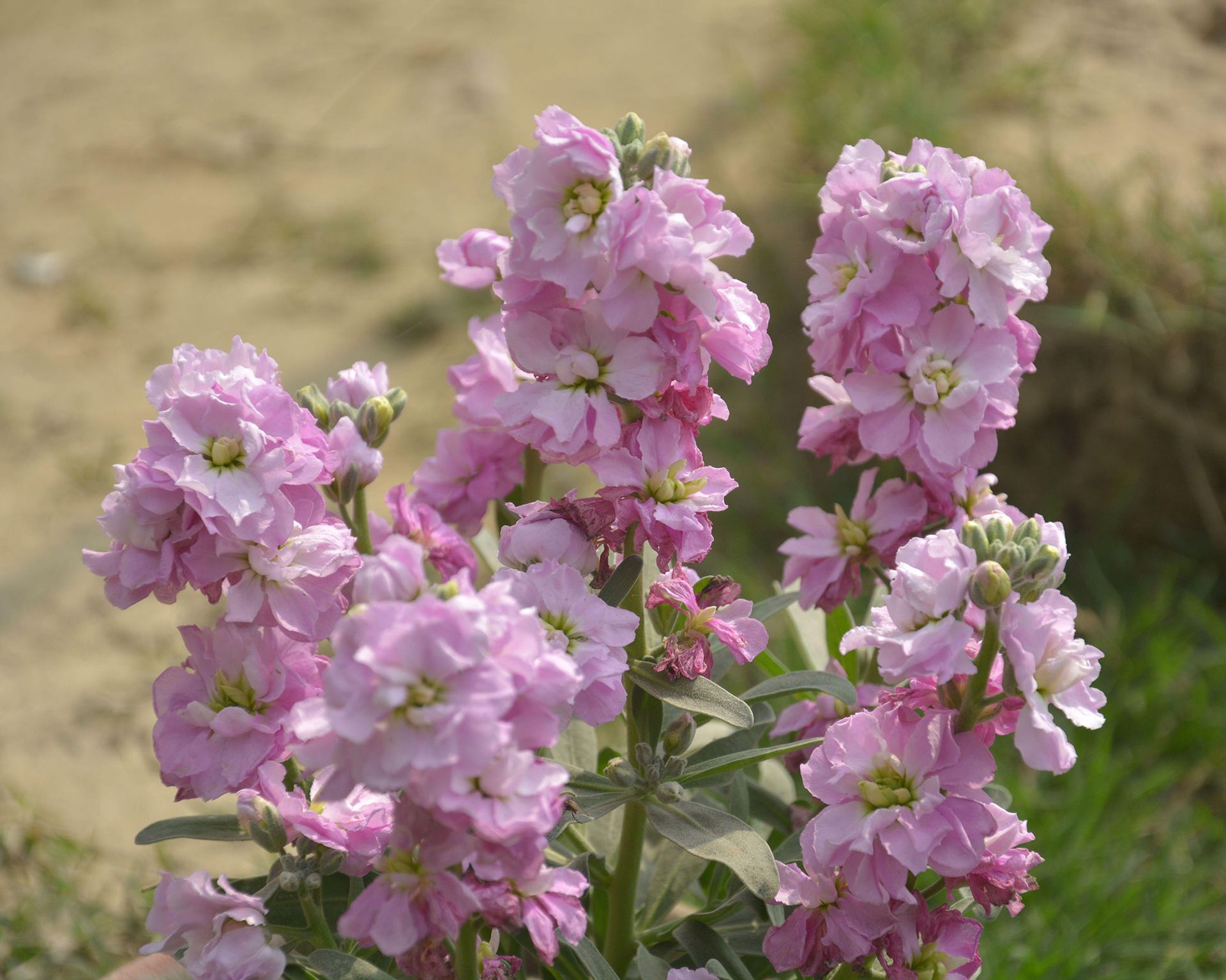 What to plant in May: 10 ways to brighten borders and pots | Gardeningetc