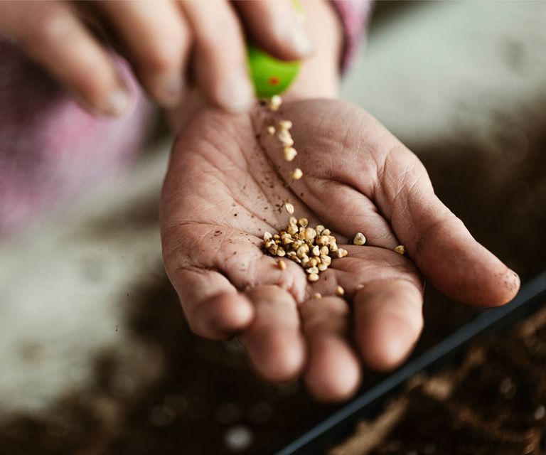 What Is A Seed? Seed Basics To Help You Grow Better Plants | Gardening ...