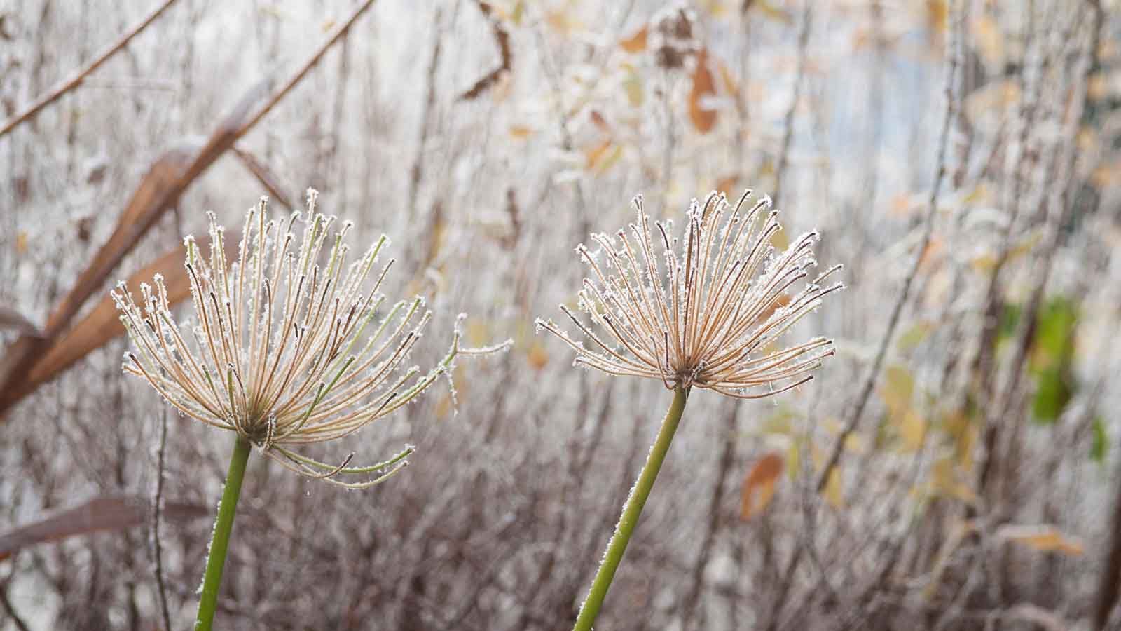 Expert tips on when and how to cut back perennials | Gardeningetc