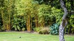 Intruder proof hedge plants: 10 ways to boost home security | Homes and ...