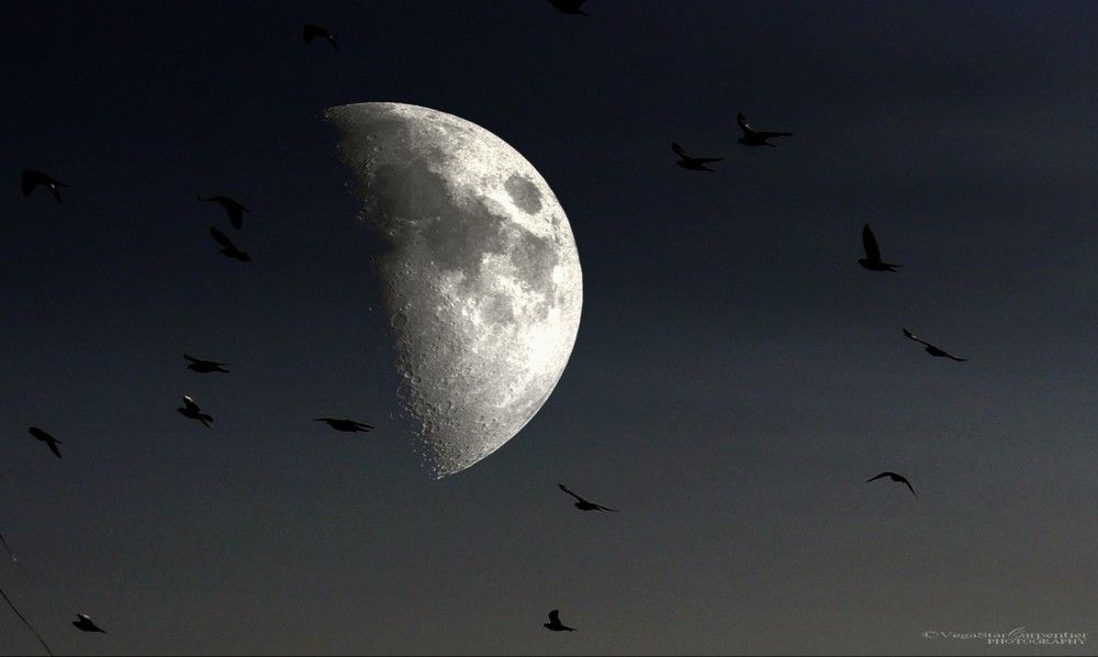 Magnificent Moon Rises With Soaring Birds (Photo) | Space