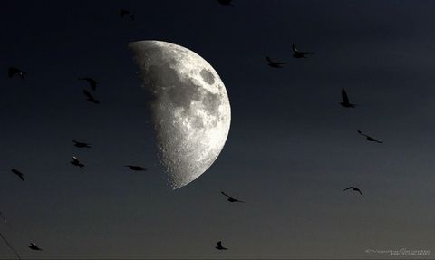 Magnificent Moon Rises With Soaring Birds (Photo) | Space
